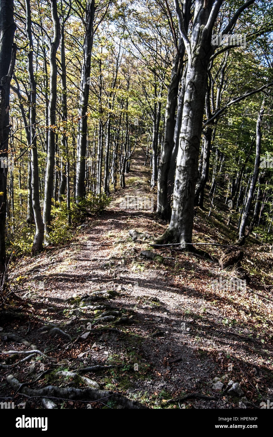 autumn mountain deciduous forest with pathway bellow Ladonhora hill in ...