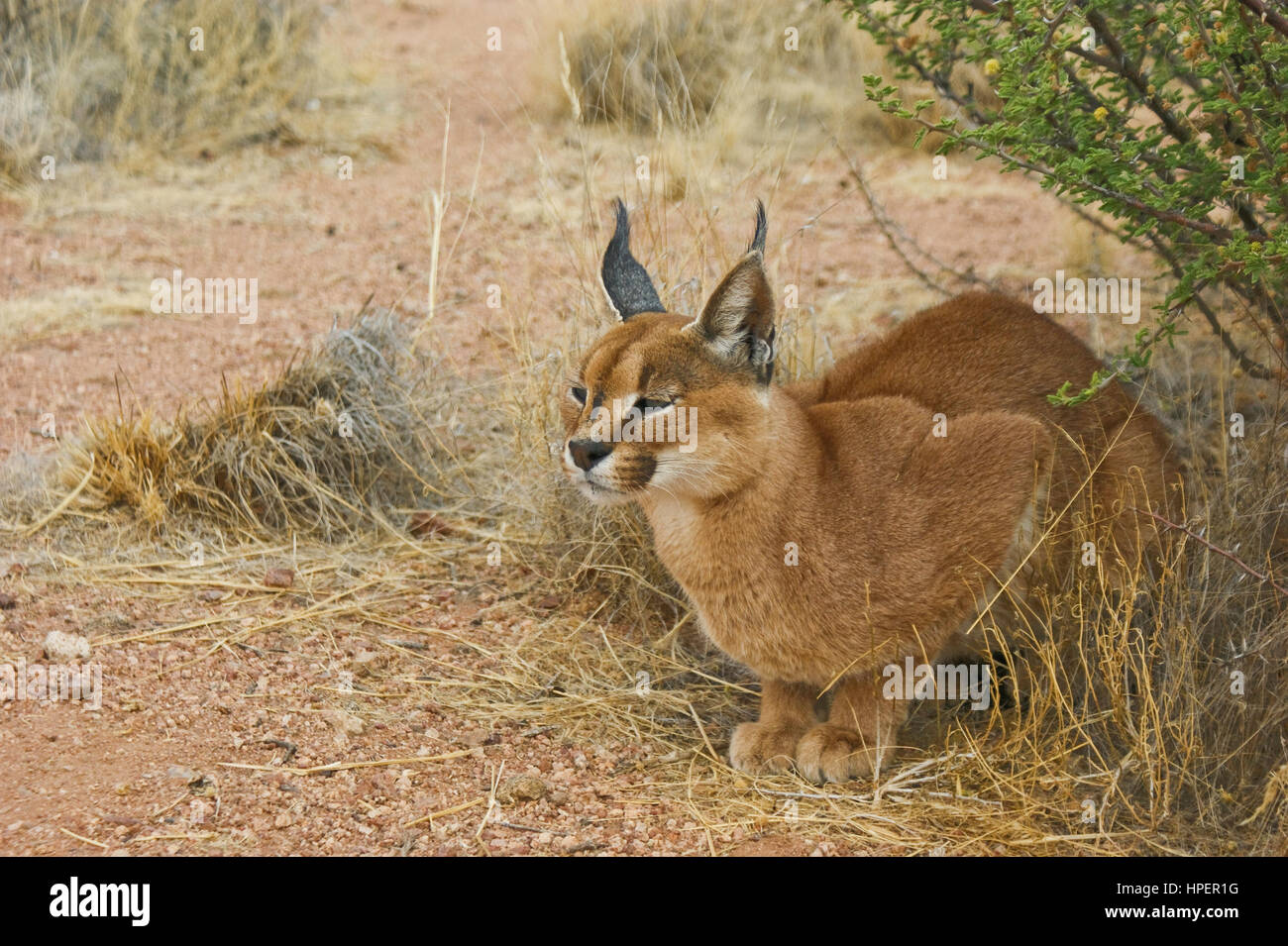 Caracal cat resting, Namibia Stock Photo - Alamy