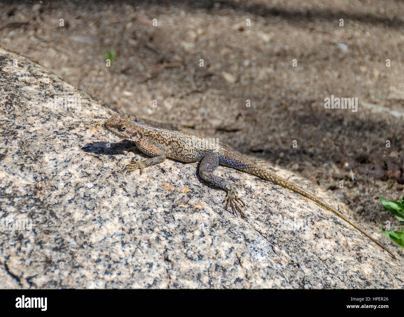 Female Agama Lizard (agama agama) in Serengeti, Tanzania Stock Photo ...