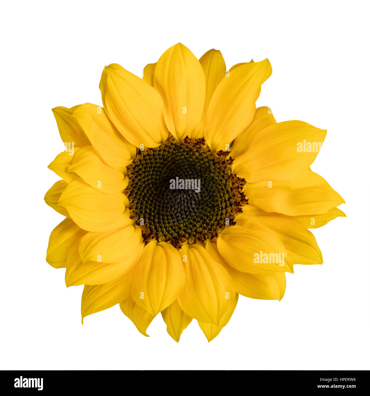 A photo of a shiny yellow sunflower, isolated on white Stock Photo - Alamy