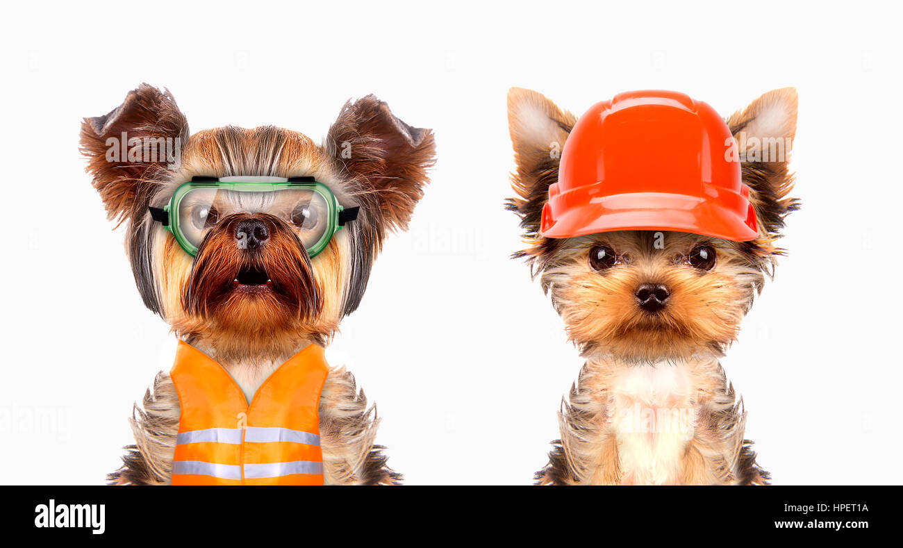 Concept of repairman or construction worker with safety hat. Funny dogs ...