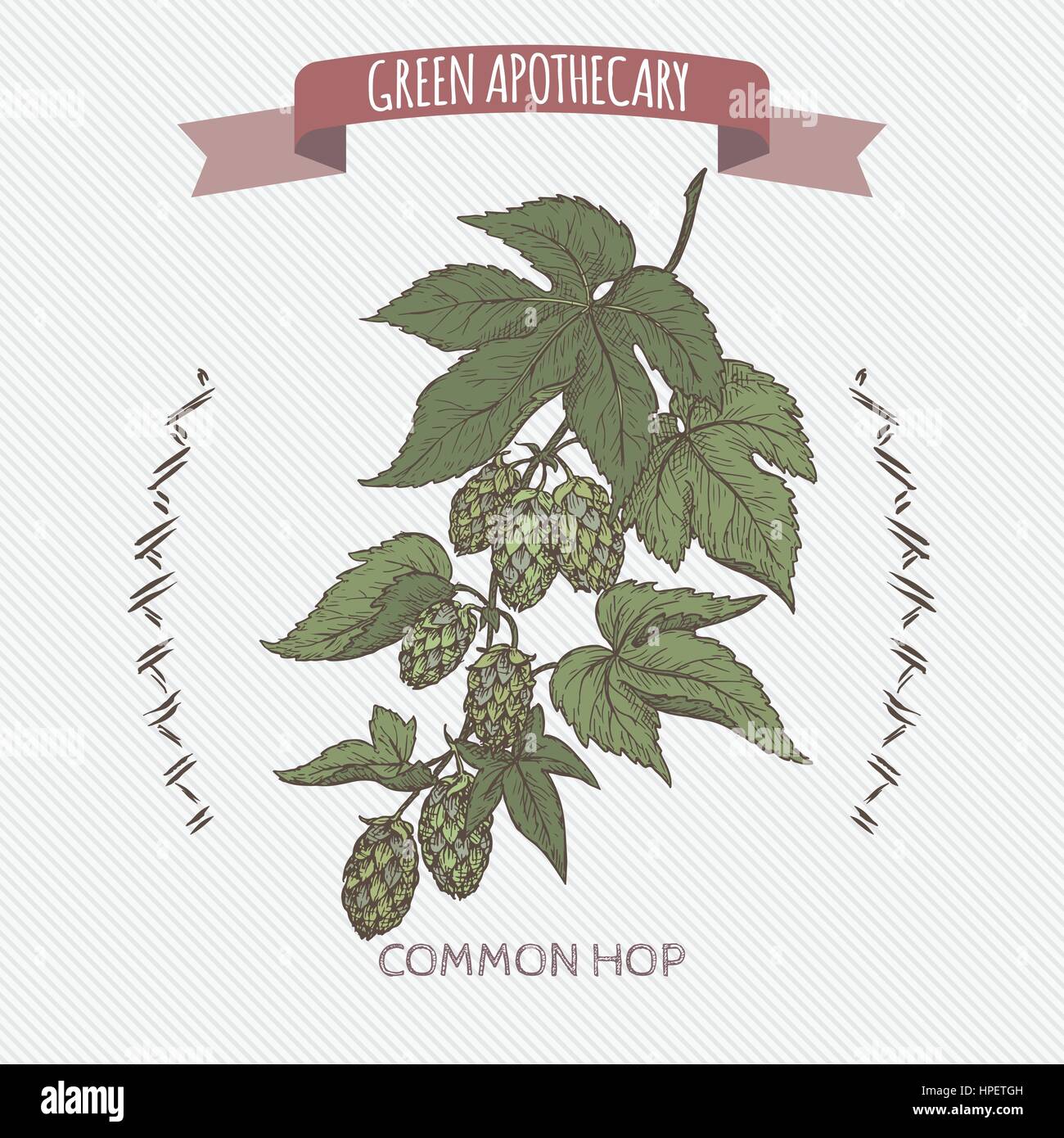 Humulus lupulus aka common hop color sketch Stock Vector Image & Art ...