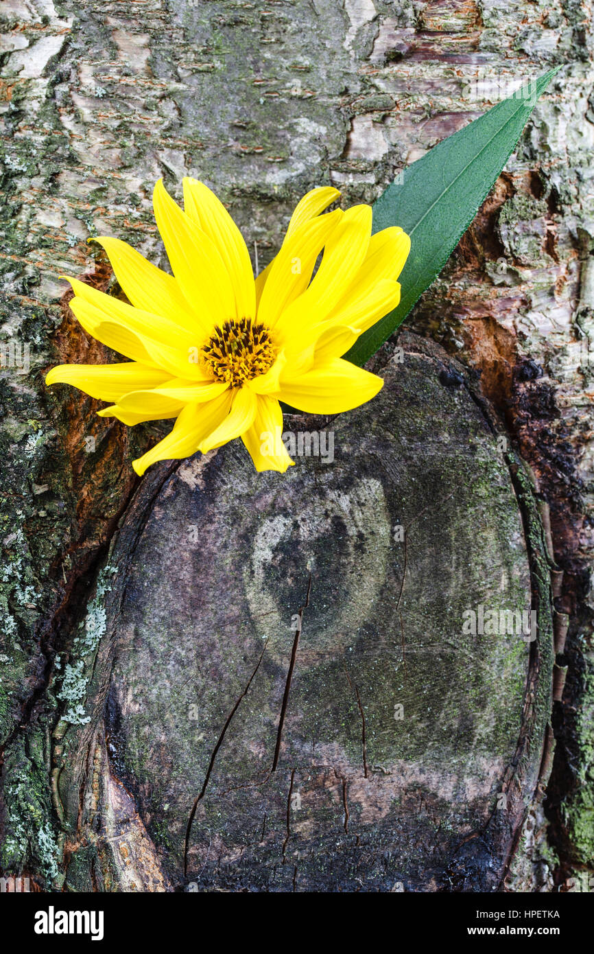 Perennial tree hi-res stock photography and images - Alamy