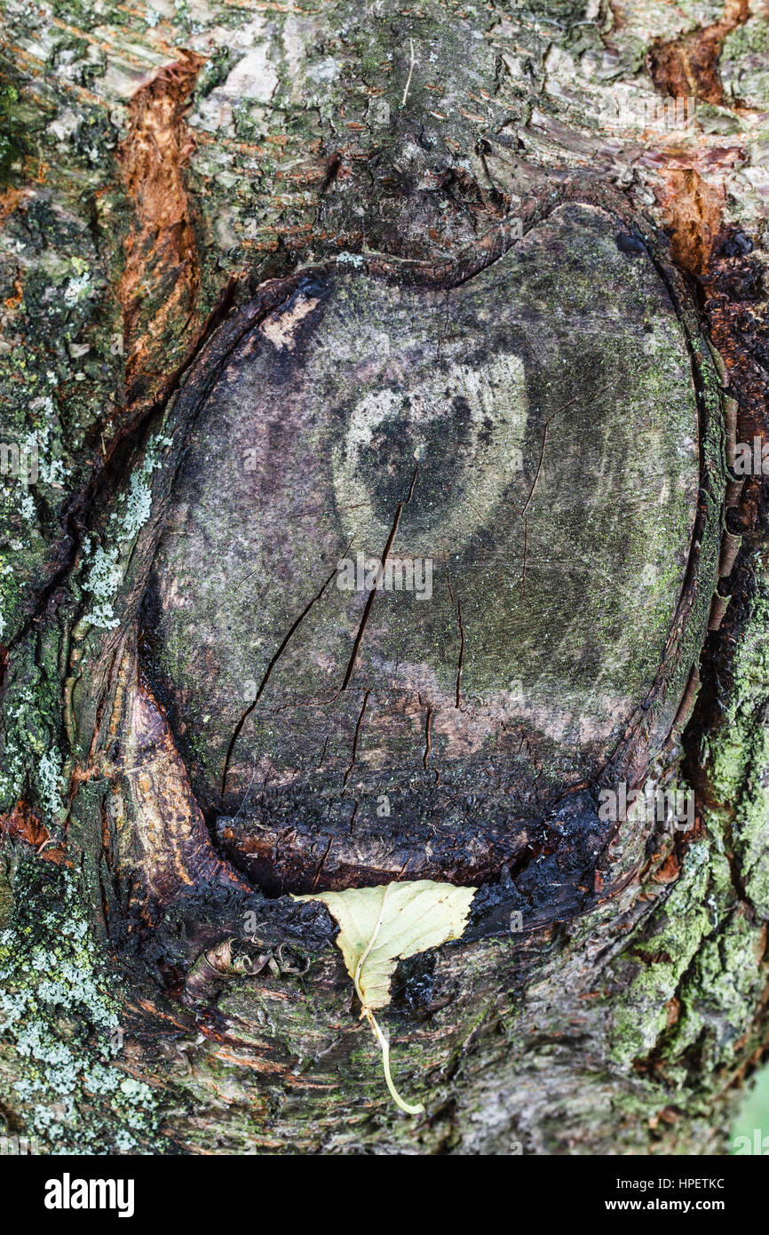 Tree and eye hi-res stock photography and images - Alamy