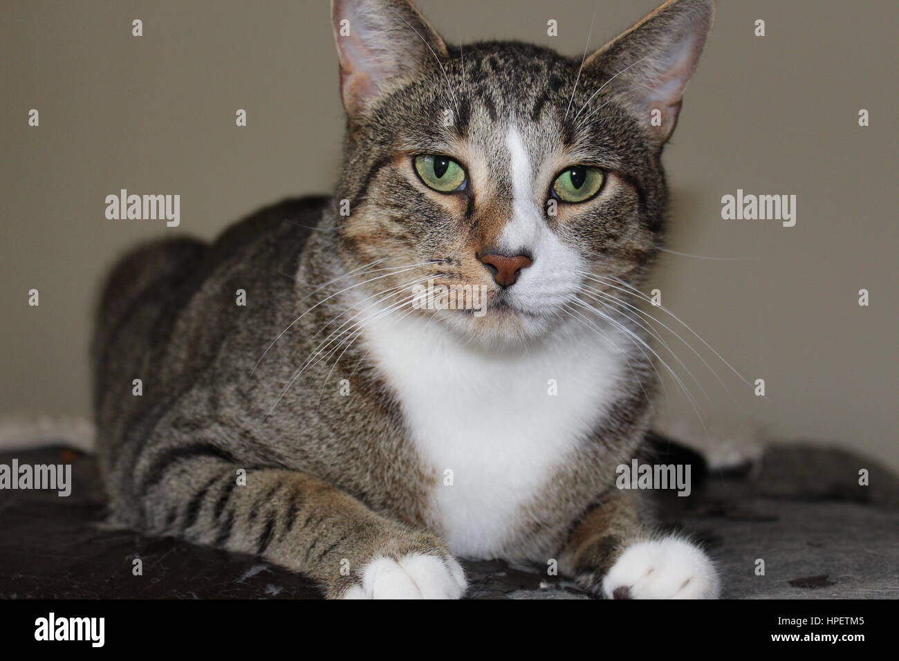 Tabby cat portrait Stock Photo - Alamy
