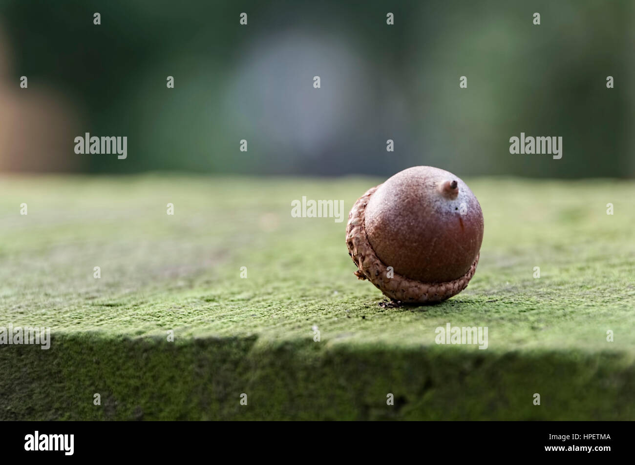 Acorn on grave hi-res stock photography and images - Alamy