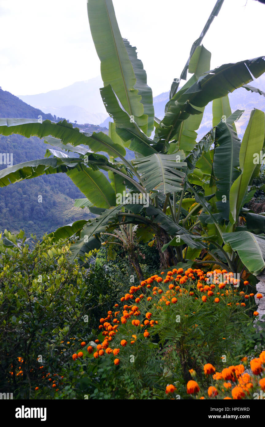 Banana Tree and Marigold Flowers in a Garden in the Village of ...