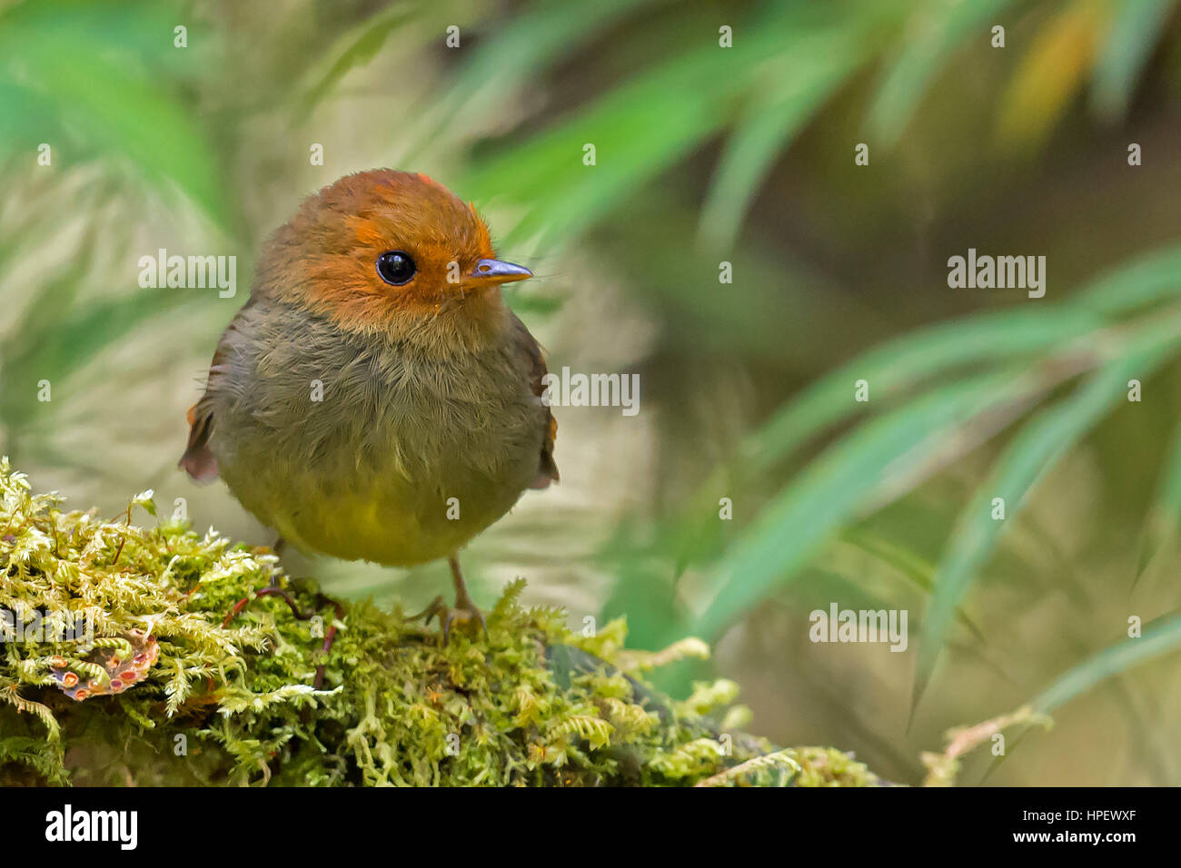 Rufous-headed Pygmy-Tyrant (Pseudotriccus ruficeps), Jardin, Antioquia ...