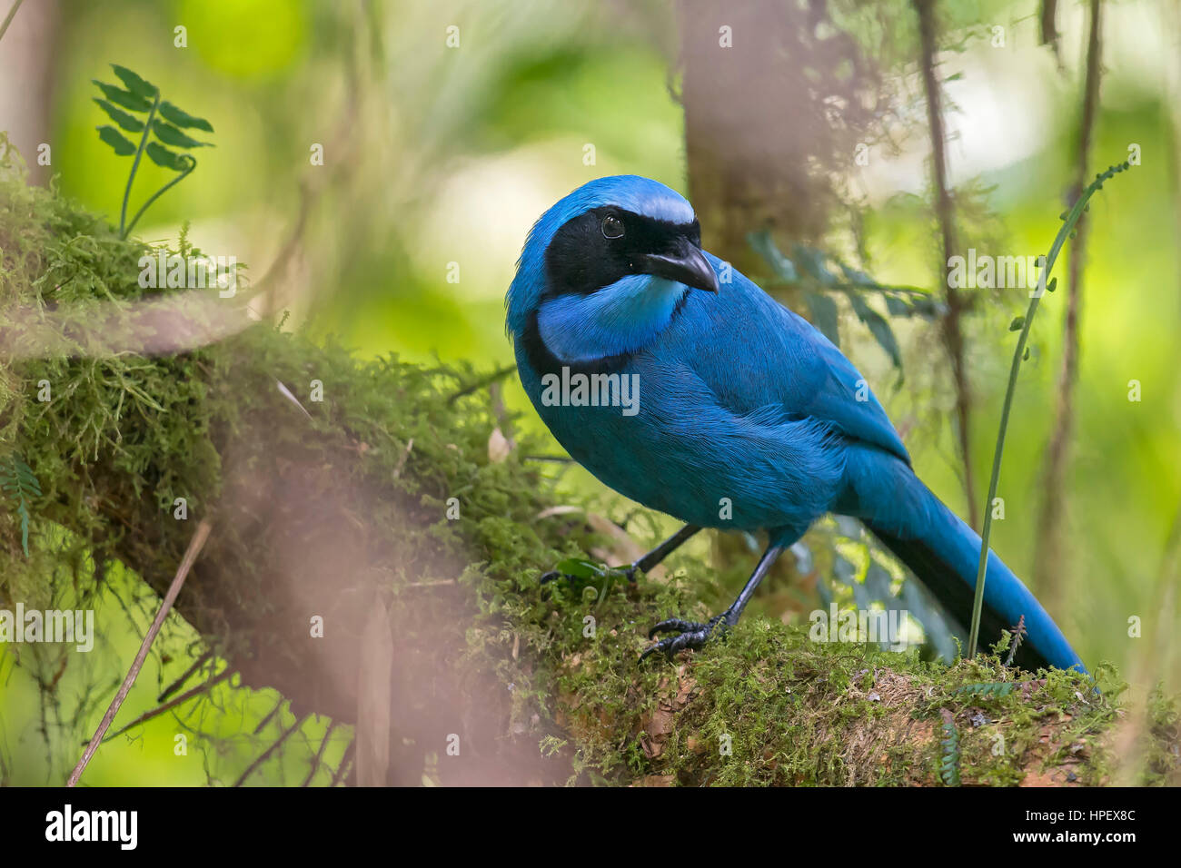 Black collared jay hi-res stock photography and images - Alamy