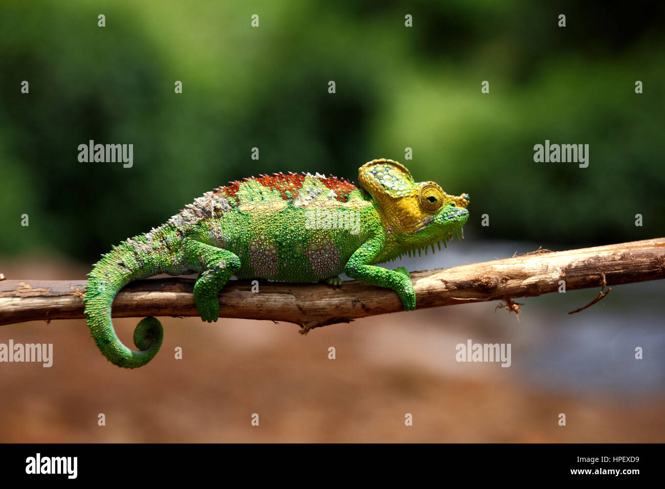 Chameleon sitting on a branch in the wild Stock Photo - Alamy