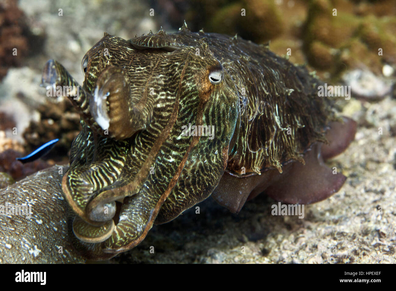 Pharaoh cuttlefish Sepia pharaonis, Gulf of Oman, Oman, Asia Stock ...