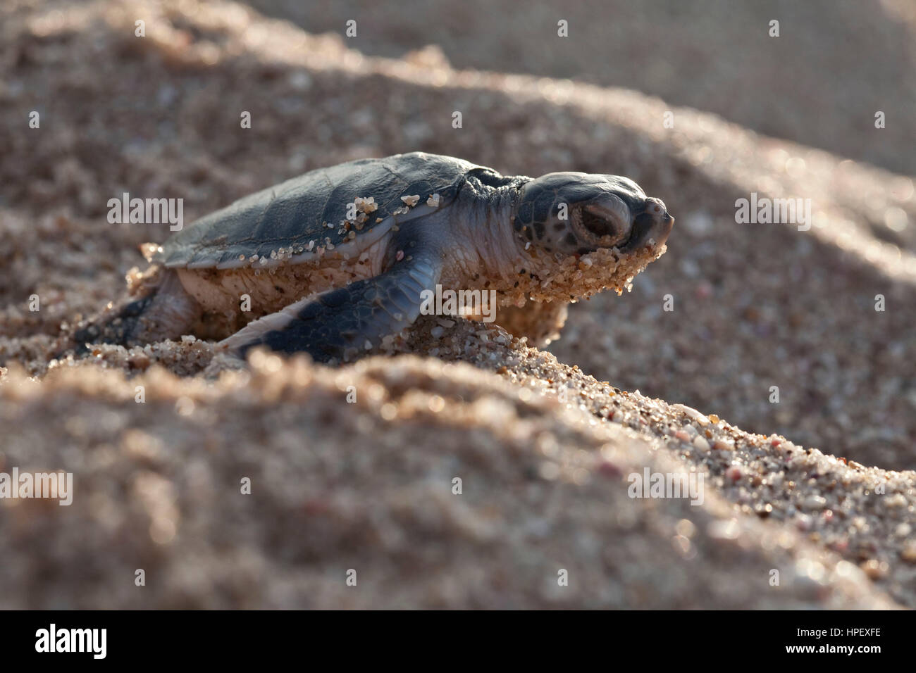Baby Pacific Green Turtle High Resolution Stock Photography and Images ...