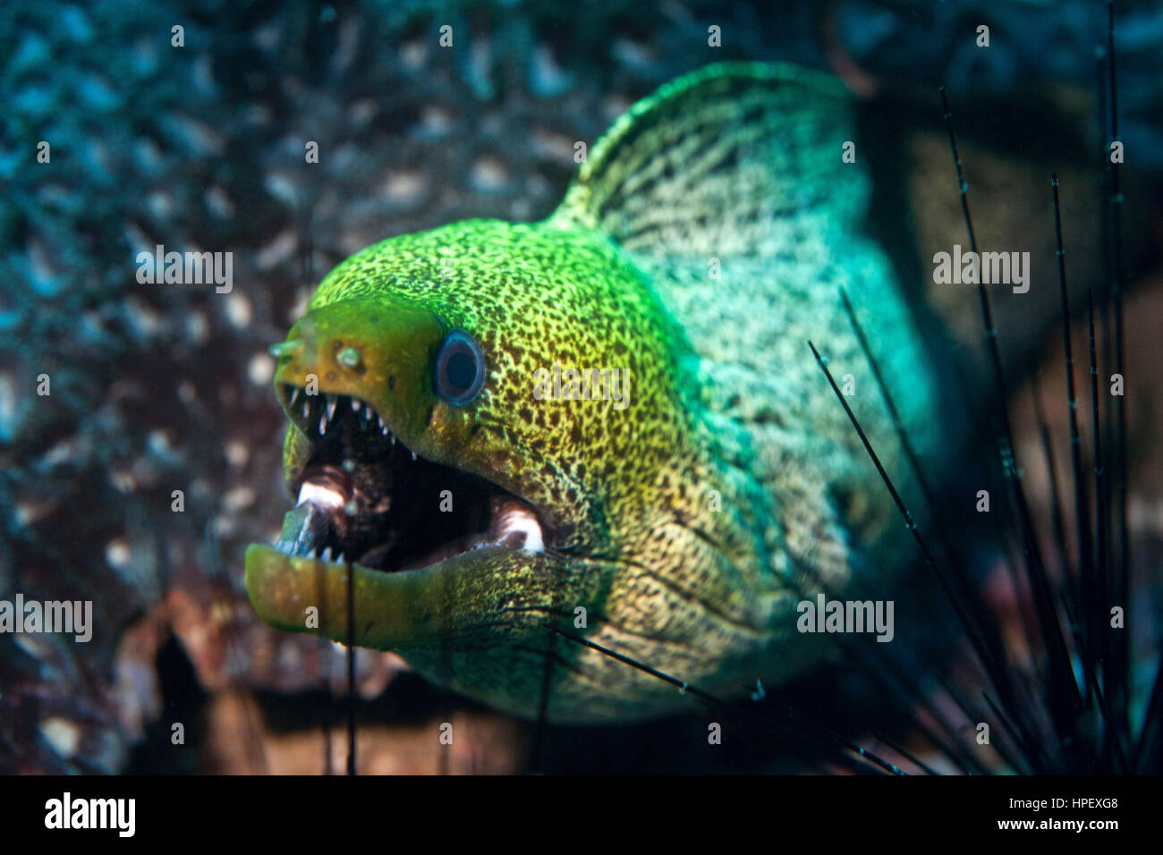 undulated moray, Gymnothorax undulatusm, Gulf of Oman, Oman Stock Photo ...