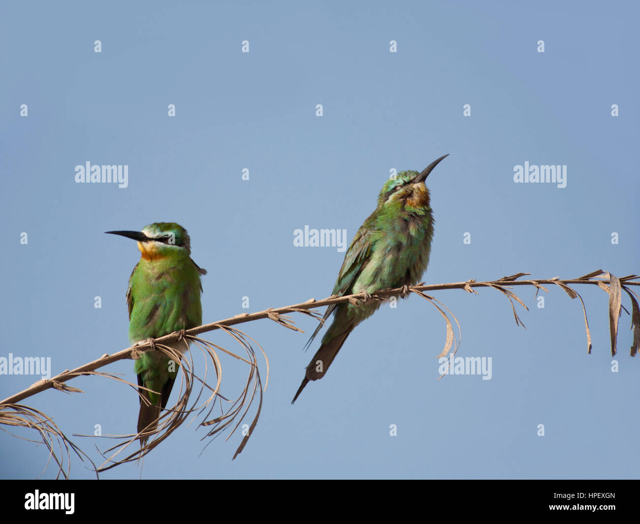 Blue-cheeked bee-eater, Merops persicus, Dhofar, Oman Stock Photo - Alamy