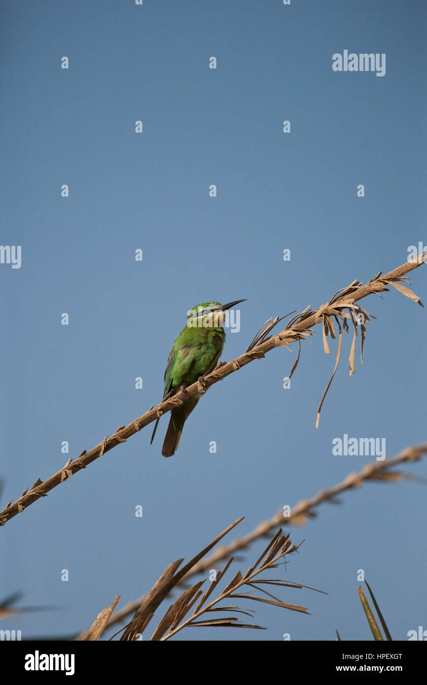 Blue-cheeked bee-eater, Merops persicus, Dhofar, Oman Stock Photo - Alamy