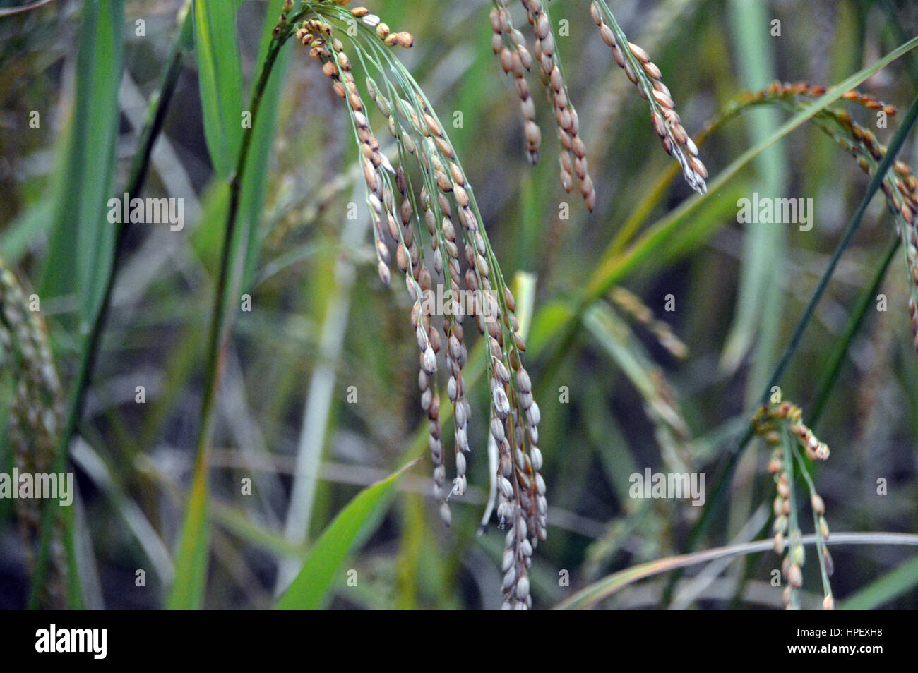 Rice field in nepal hi-res stock photography and images - Alamy