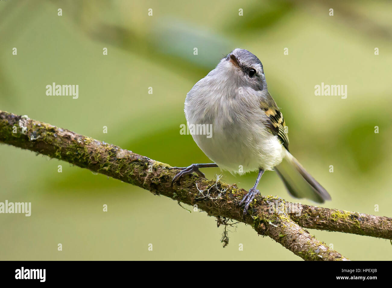 White tailed tyrannulet hi-res stock photography and images - Alamy