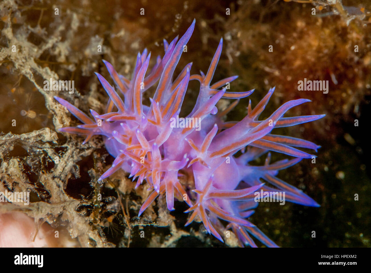 Pink mollusk hi-res stock photography and images - Alamy