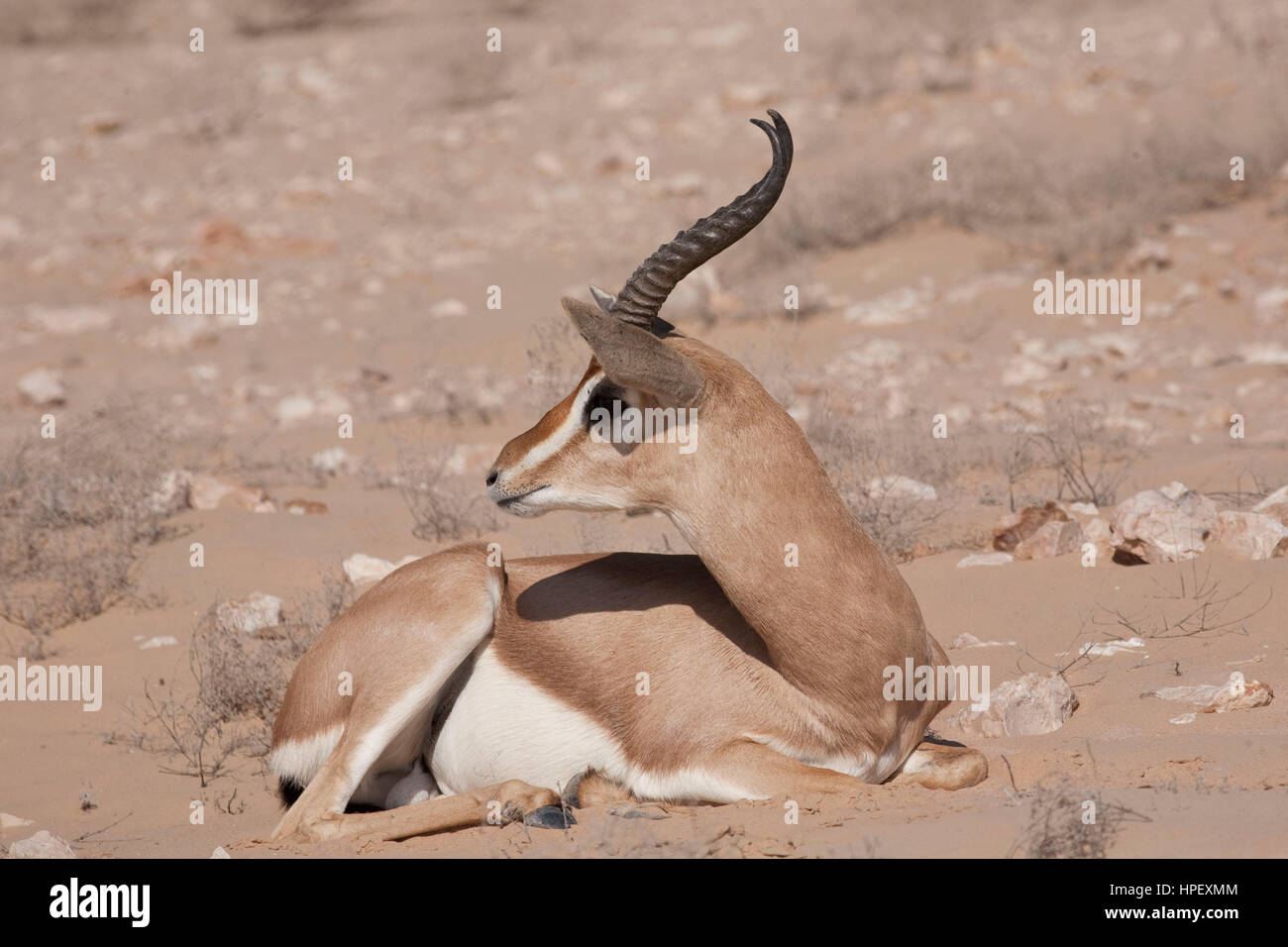 Arabian gazelle, Gazella gazella National Park Jaluni, Oman Stock Photo ...