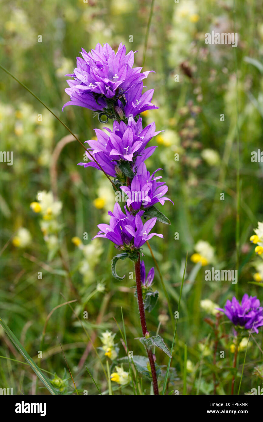 clustered bellflower, Dane's blood, Campanula glomerata, Kaiserstuhl ...