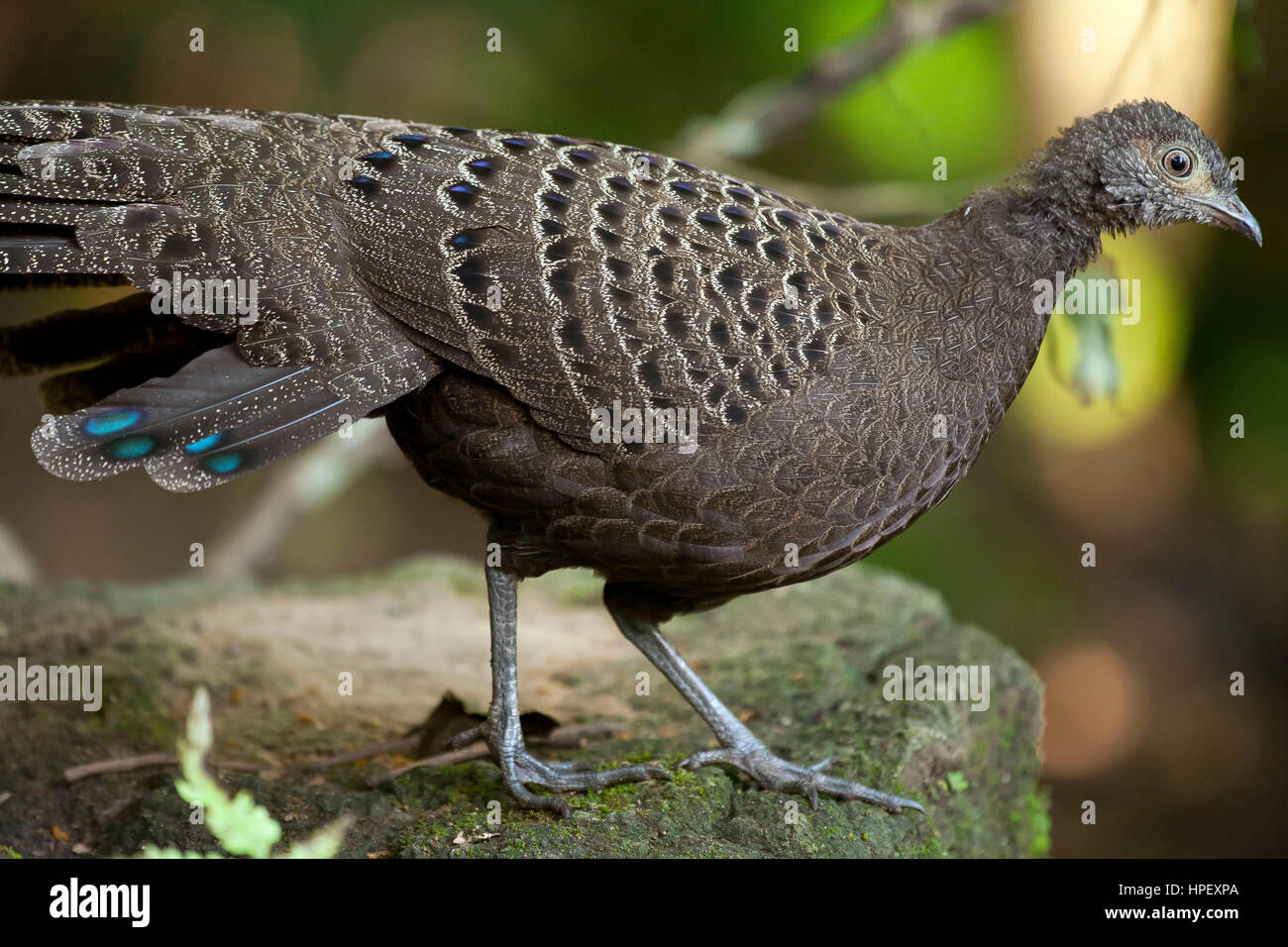 Grey Peacock Pheasant Polyplectron Bicalcaratum Mae Wong National