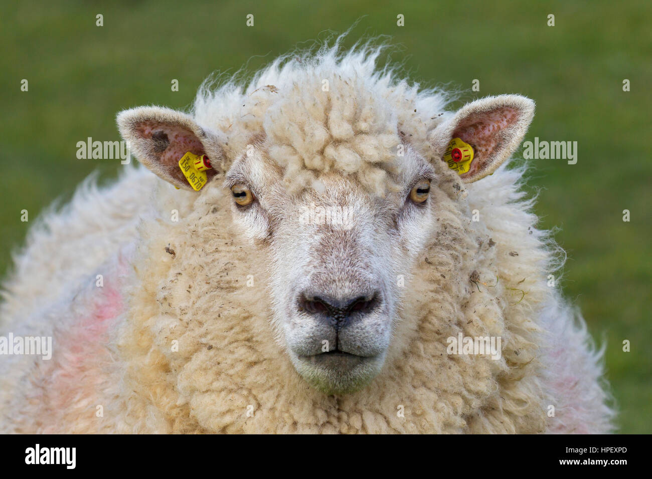 Close up of tagged white sheep ewe with two yellow eartags / ear marks ...