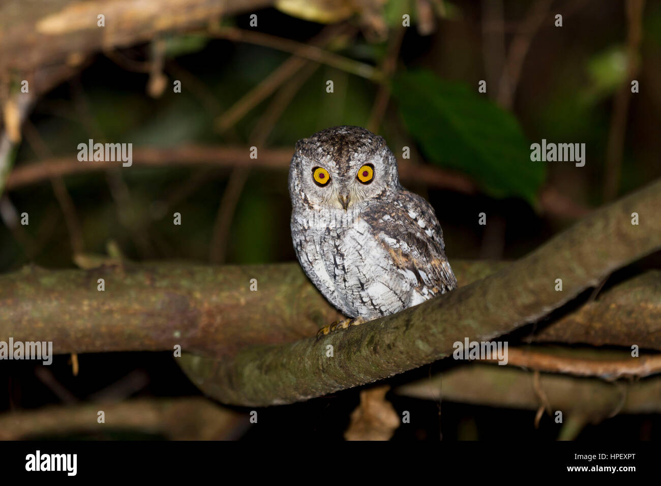 Oriental scops owl, Otus sunia, Kaeng Krachan, Phetchaburi, Thailand ...
