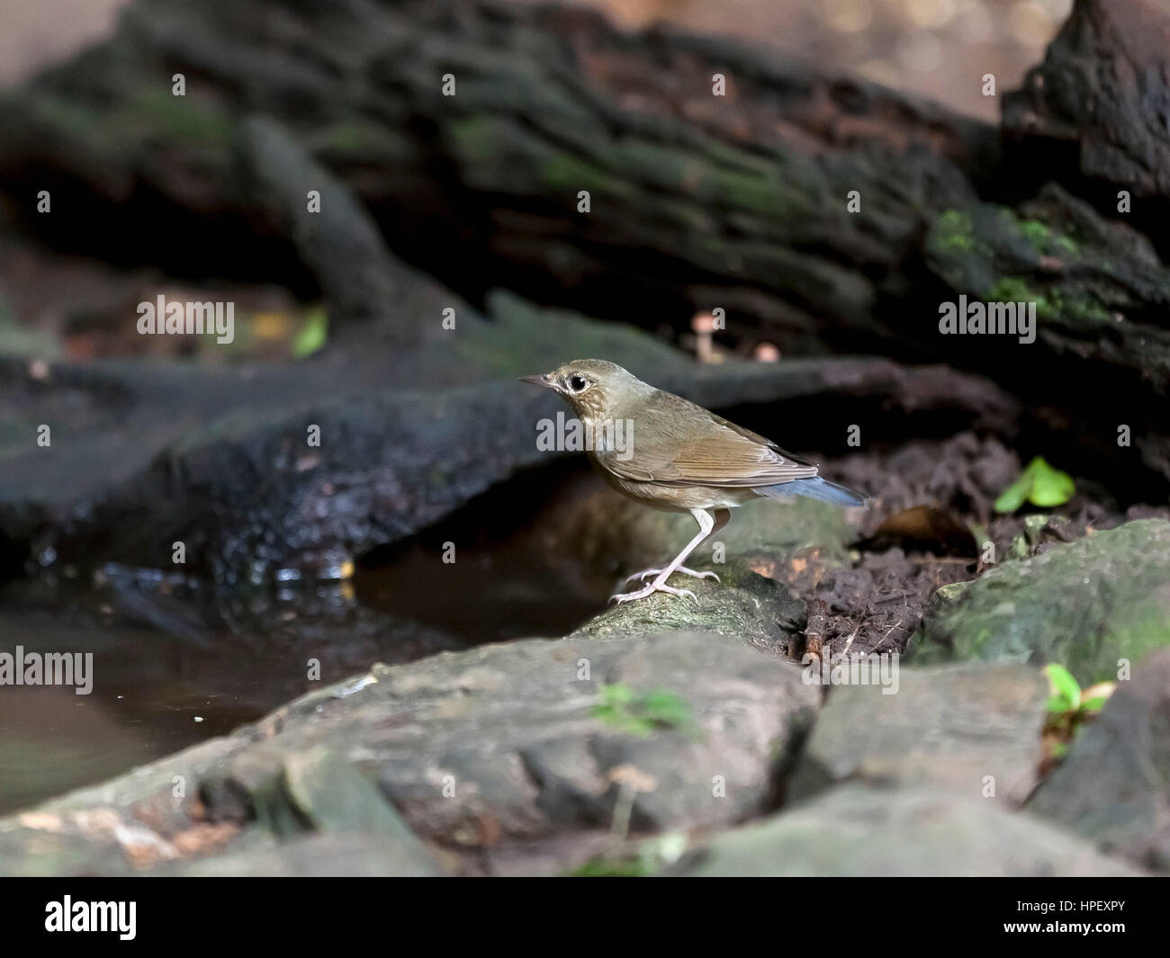 Female siberian blue chat hi-res stock photography and images - Alamy