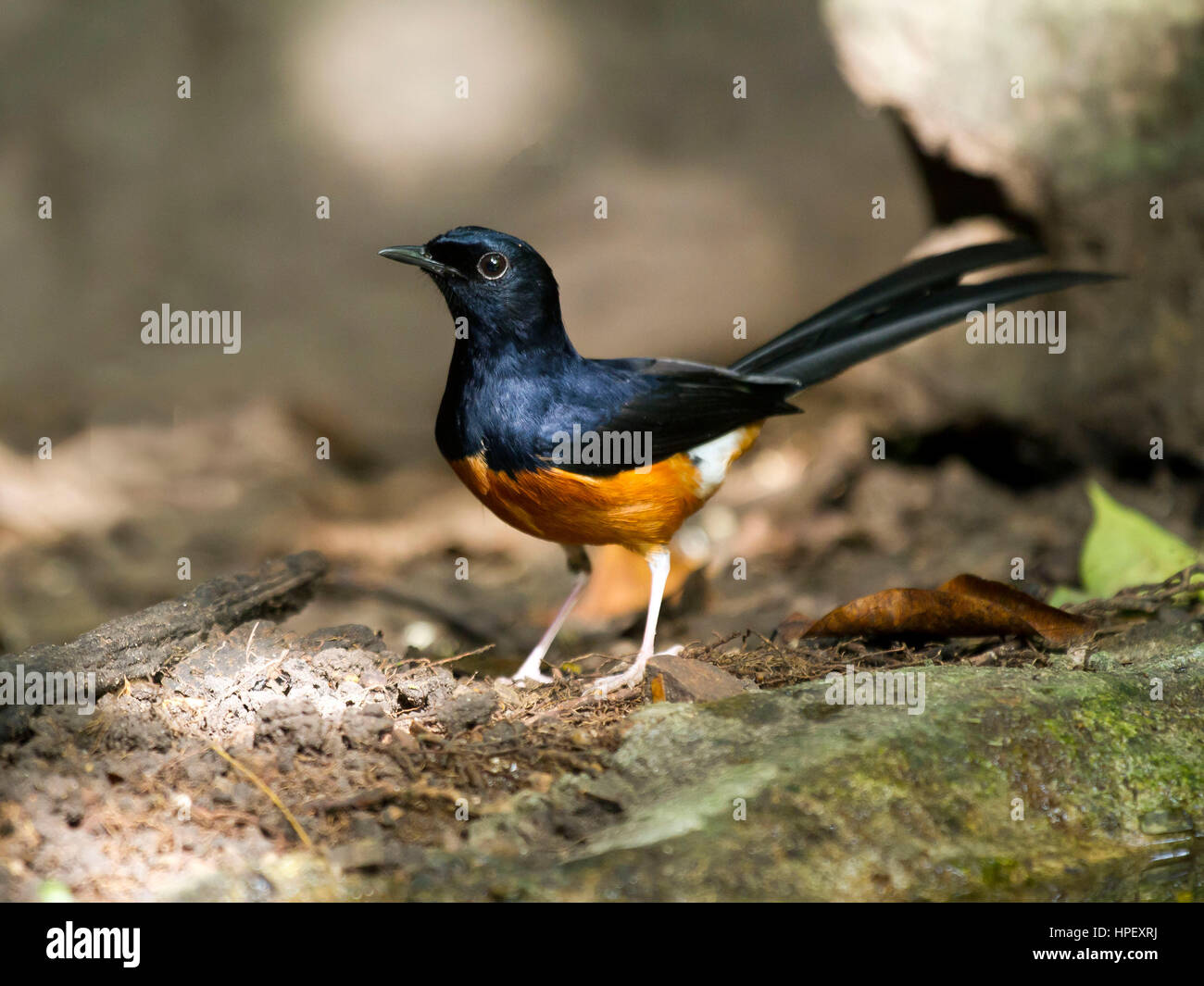 White rumped shama thrush hi-res stock photography and images - Alamy