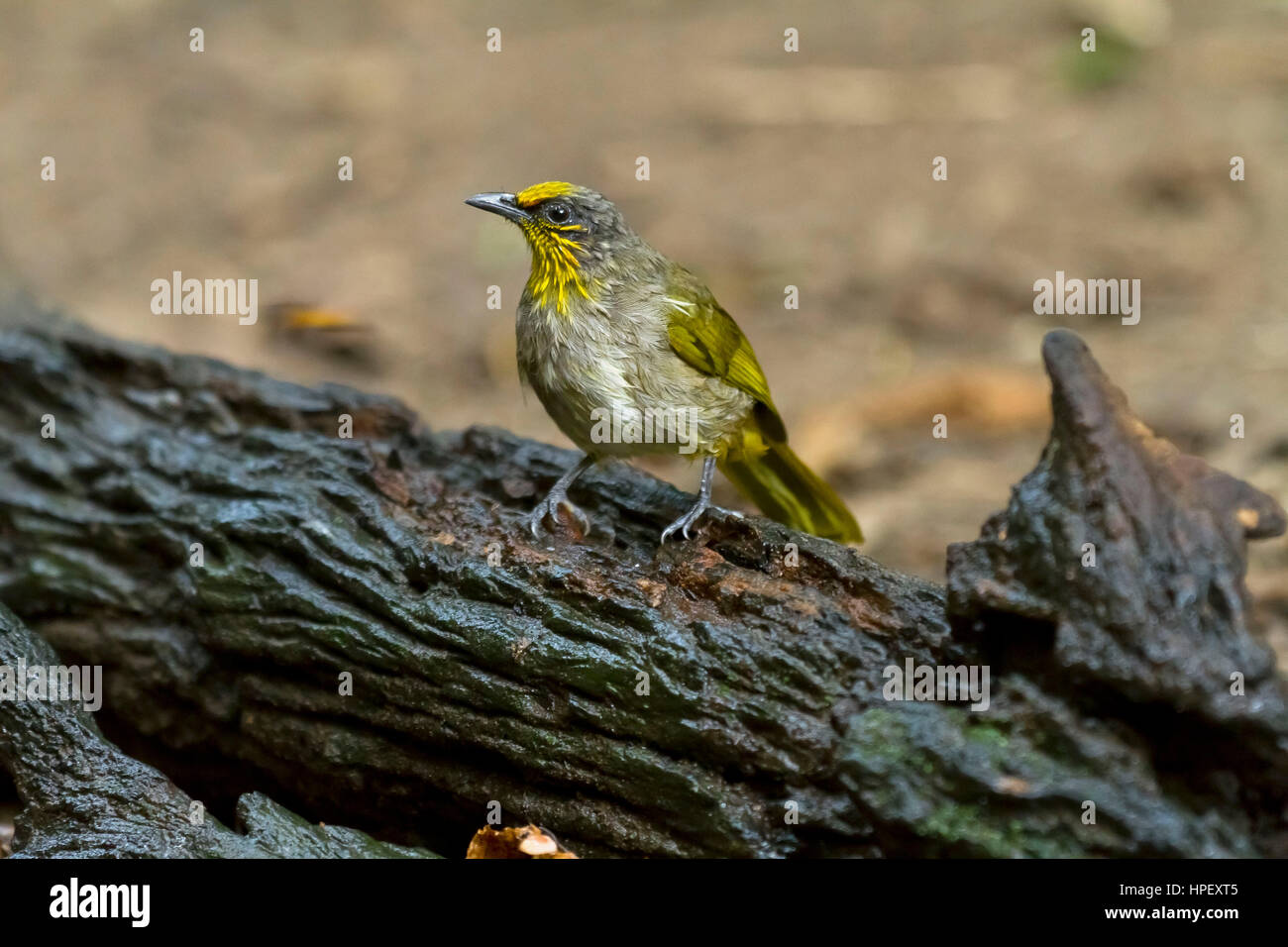 stripe-throated bulbul in the jungle, striped-throated Bulbul ...