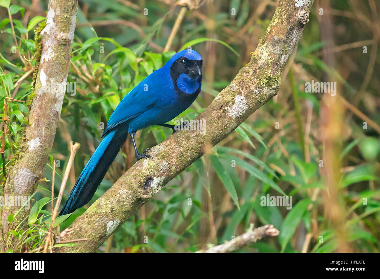 Black collared jay hi-res stock photography and images - Alamy