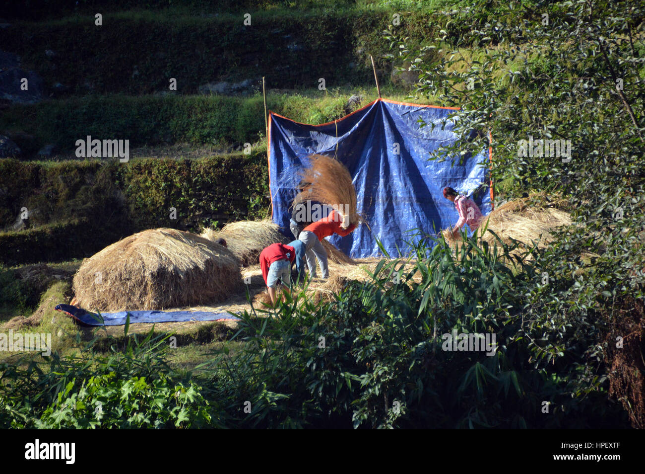 Threshing Rice and Building Hay Stacks at Harvest Time in Traditional ...