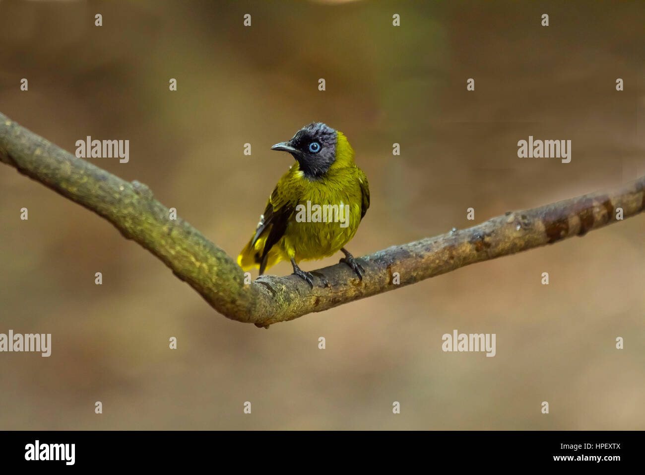 black-headed bulbul, Pycnonotus atriceps, Kaeng Krachan, Phetchaburi ...