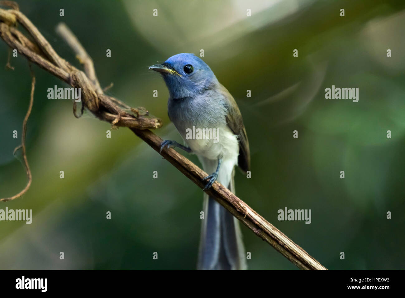 black-naped blue monarch, Hypothymis azurea Stock Photo - Alamy