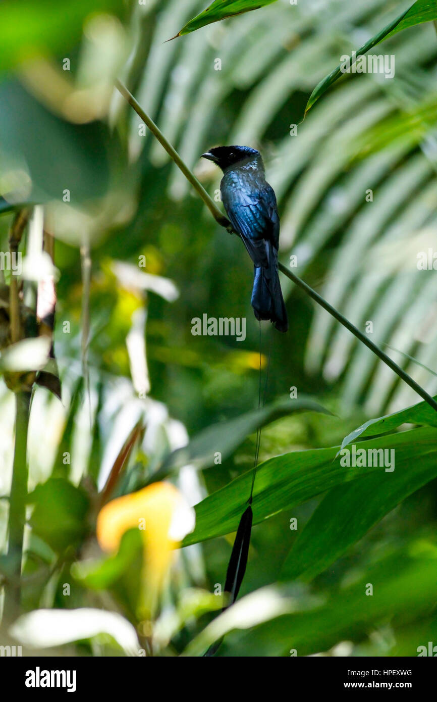 lesser racket-tailed drongo, Lesser Racked-Tailed Drongo, Dicrurus ...