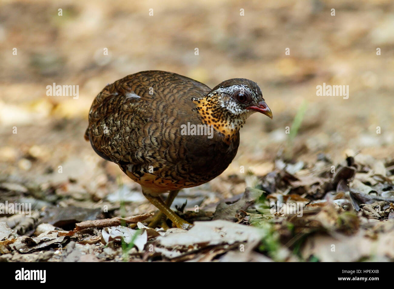 green-legged partridge, Arborophila chloropus, Kaeng Krachan, Thailand ...