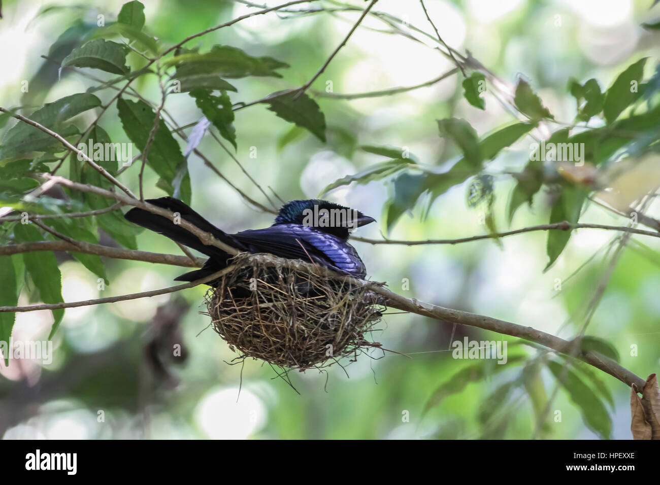 Ratchet tailed treepie hi-res stock photography and images - Alamy