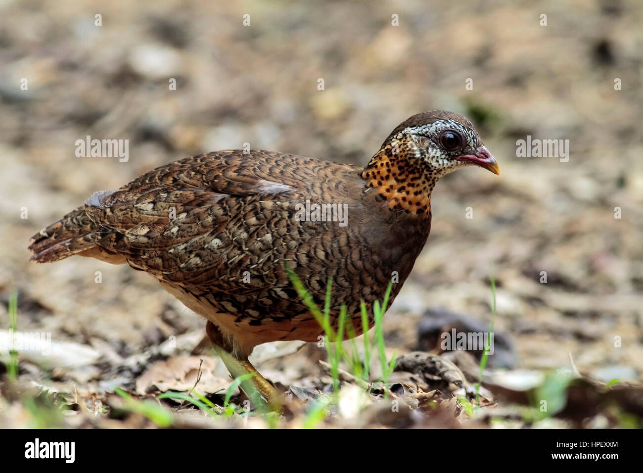 green-legged partridge, Arborophila chloropus, Kaeng Krachan, Thailand ...