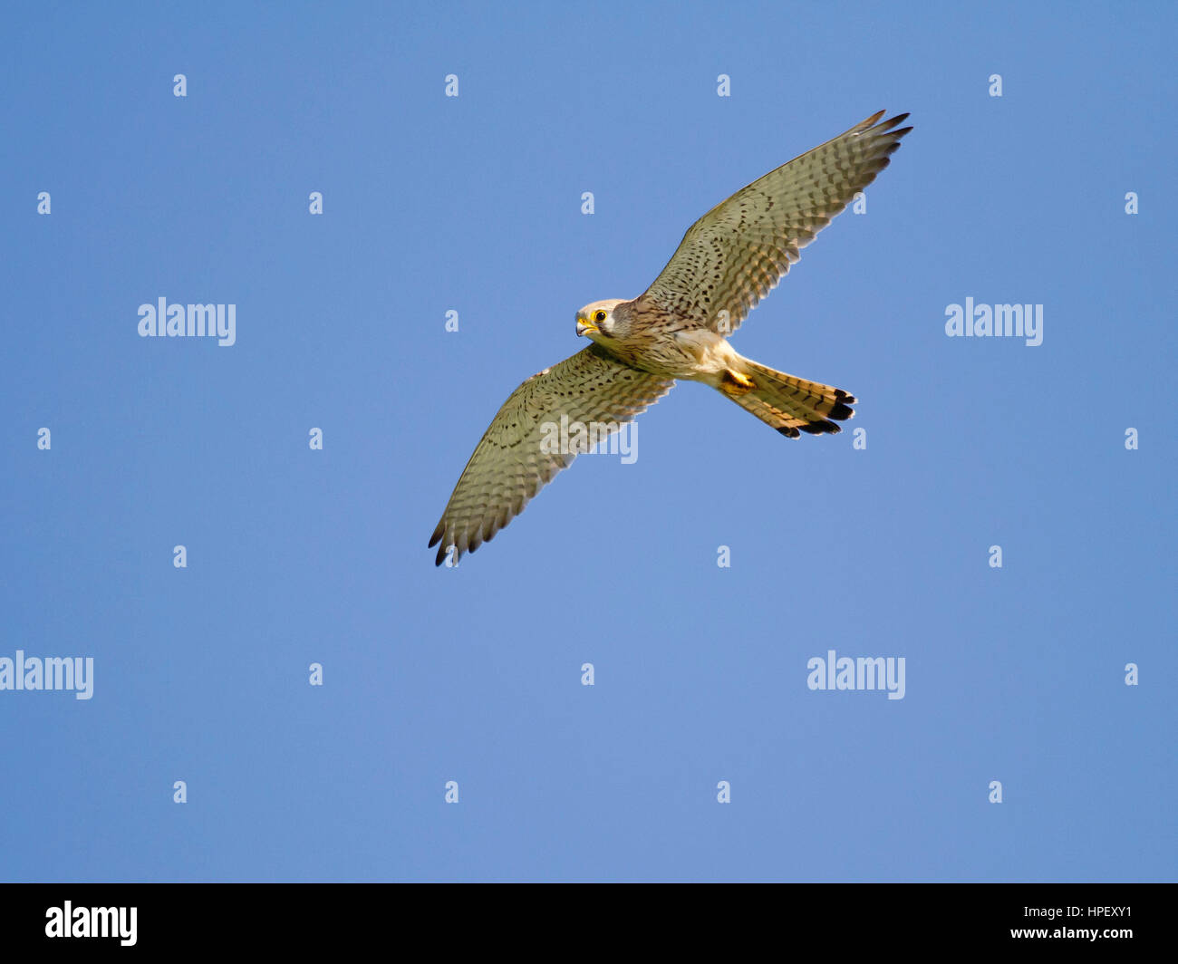Female lesser kestrel in flight, Falco naumanni, Bad Aibling (spa town ...