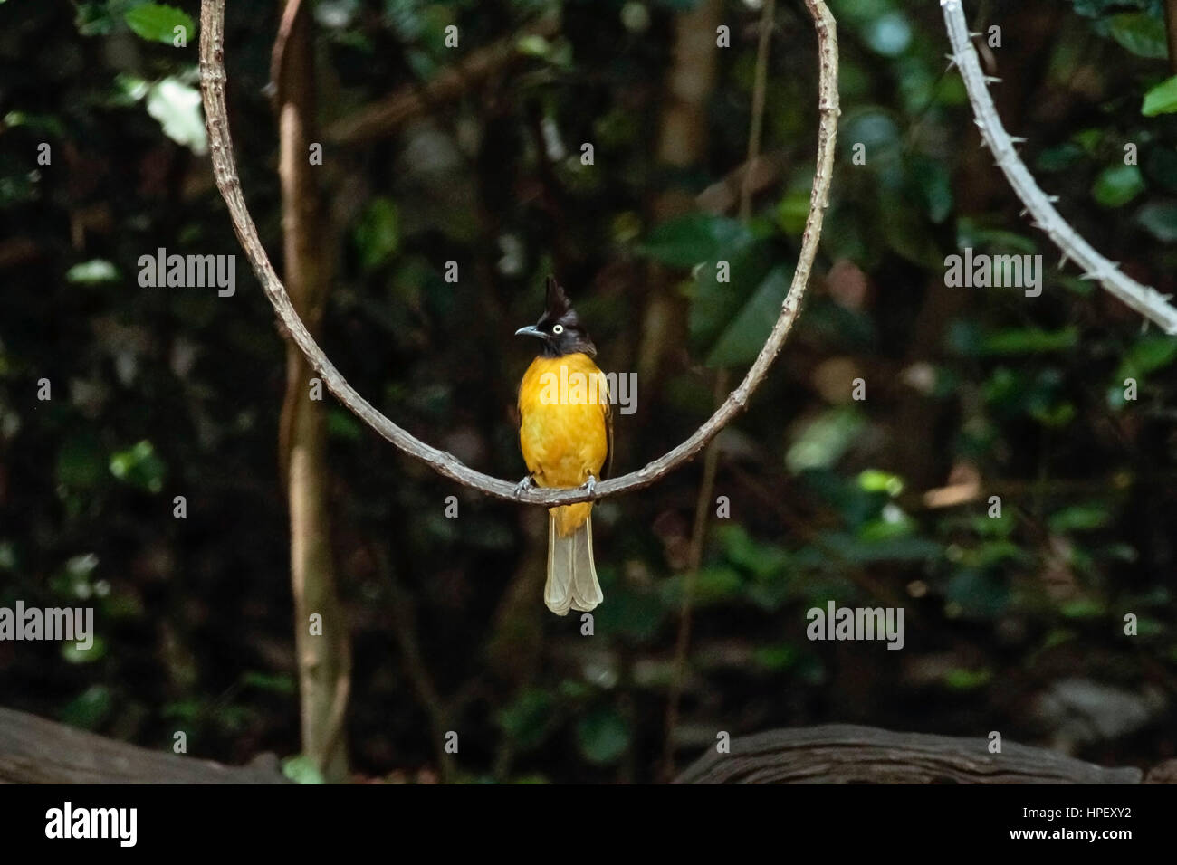 black-capped bulbul, Pycnonotus melanicterus, Kaeng Krachan, Thailand ...