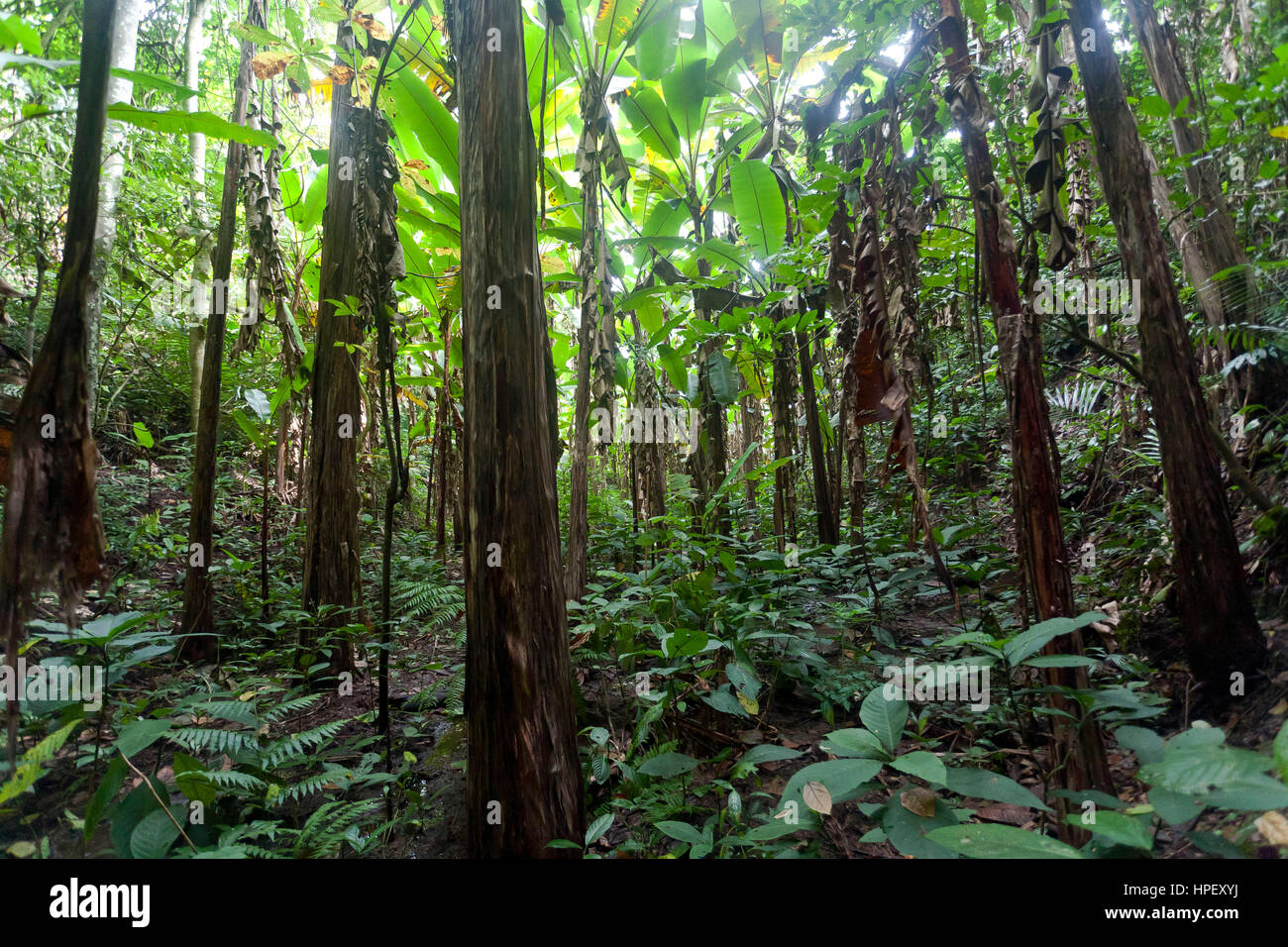 wild banana forest, Musa sp., Mae Wong National Park, Kamphaeng Phet ...