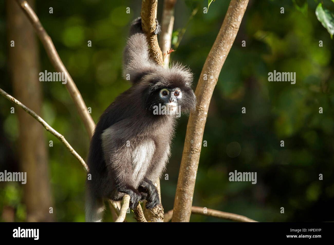 dusky leaf monkey, Trachypithecus obscurus, Kaeng Krachan, Petchaburi ...
