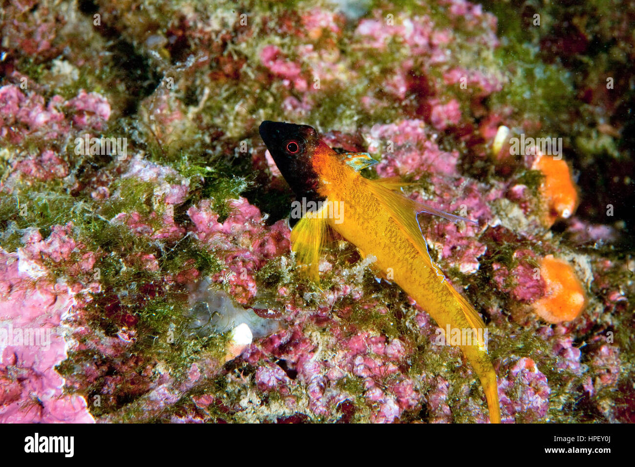 yellow black-faced blenny, Tripterygion delais, Croatia Stock Photo - Alamy