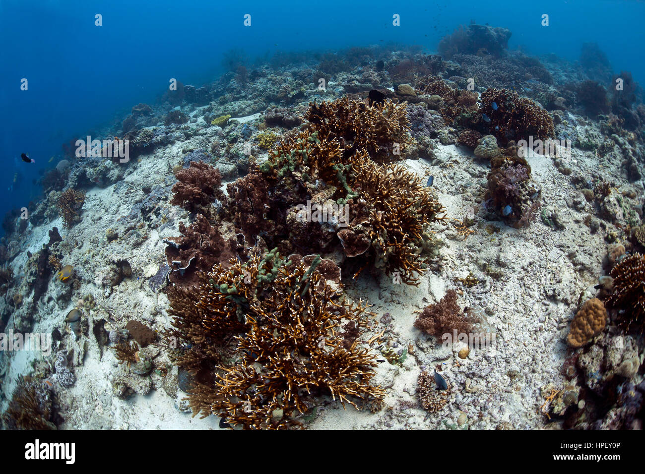 Coral fire hi-res stock photography and images - Alamy