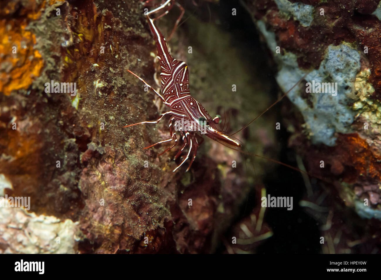 camel shrimp, Rhynchocinetes durbanensis, Bali, Indonesia, Asia Stock ...