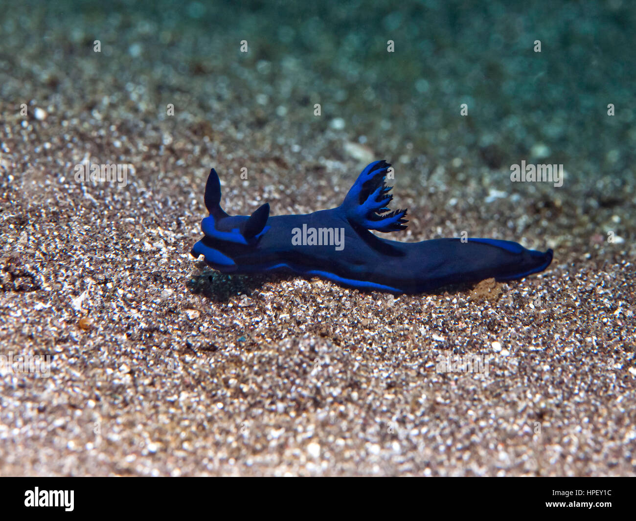 variable neon slug, Tambja kushimotoensis, Secret Bay, Bali, Indonesia ...