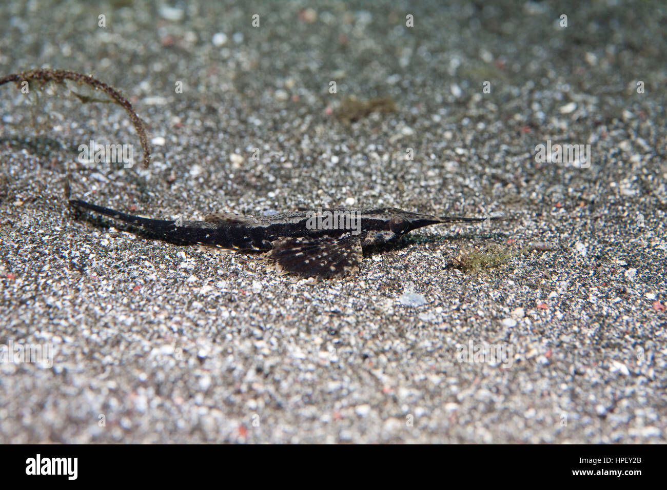 longtail seamoth, Pegasus voilluminatedans, Secret Bay, Bali, Indonesia ...