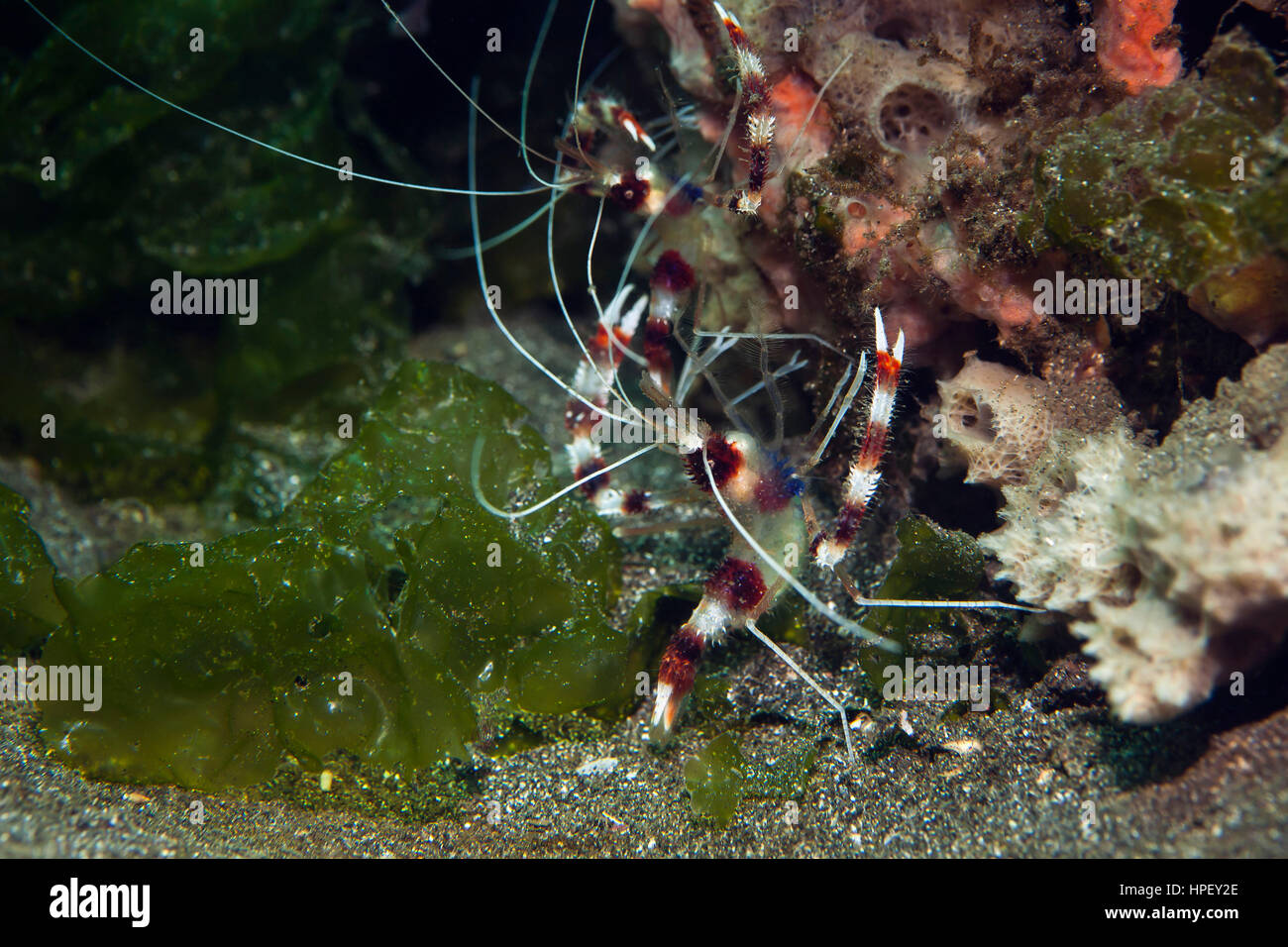 Decapod crustacean hi-res stock photography and images - Alamy