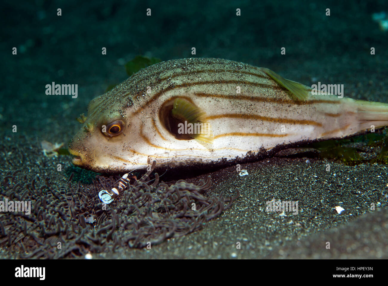 narrow-lined pufferfish Arothron manilensis groomed by squat shrimp ...