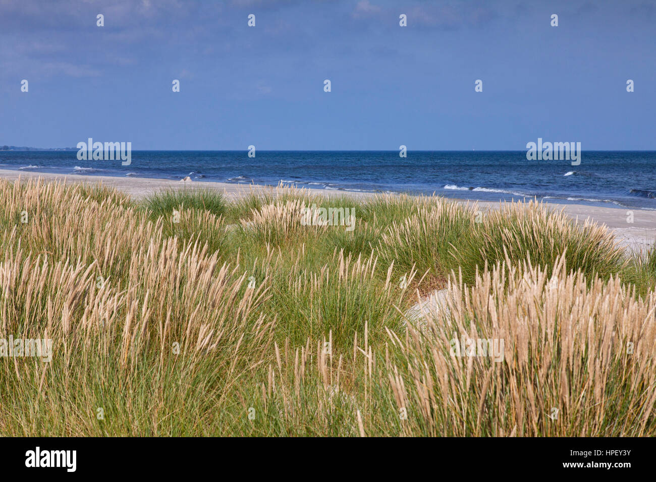 European marram grass / European beachgrass (Ammophila arenaria) in the ...